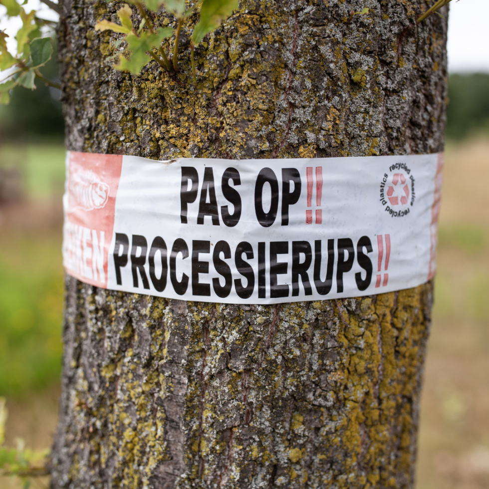 Eiken processierups bestrijding - Panhuijzen Groen