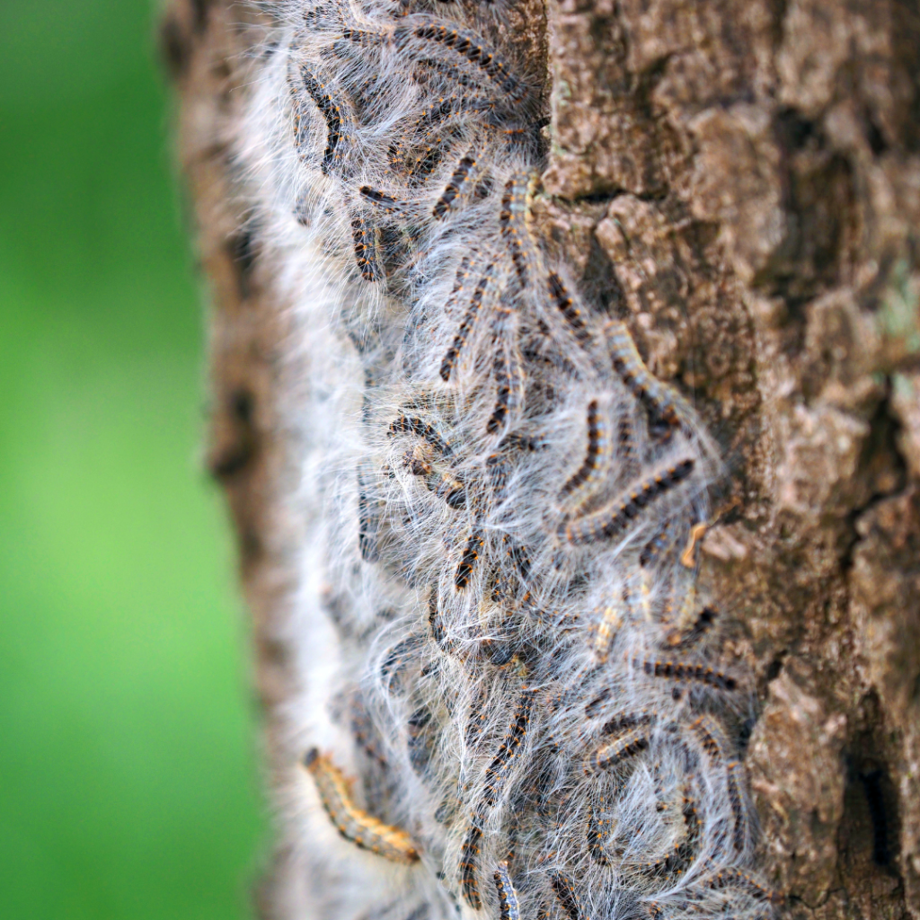 Eiken processierups bestrijding - Panhuijzen Groen